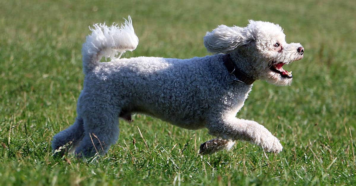 Poodle Tail Curl: The Ultimate Guide For Owners & Breeders
