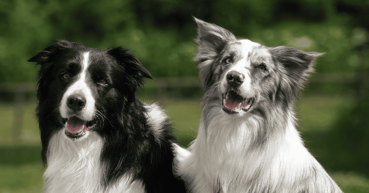 Border Collie: Breed Characteristics & Care