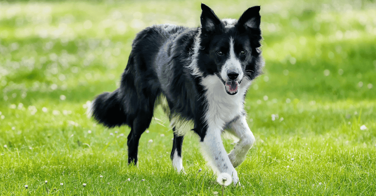 Border Collie: Breed Characteristics & Care